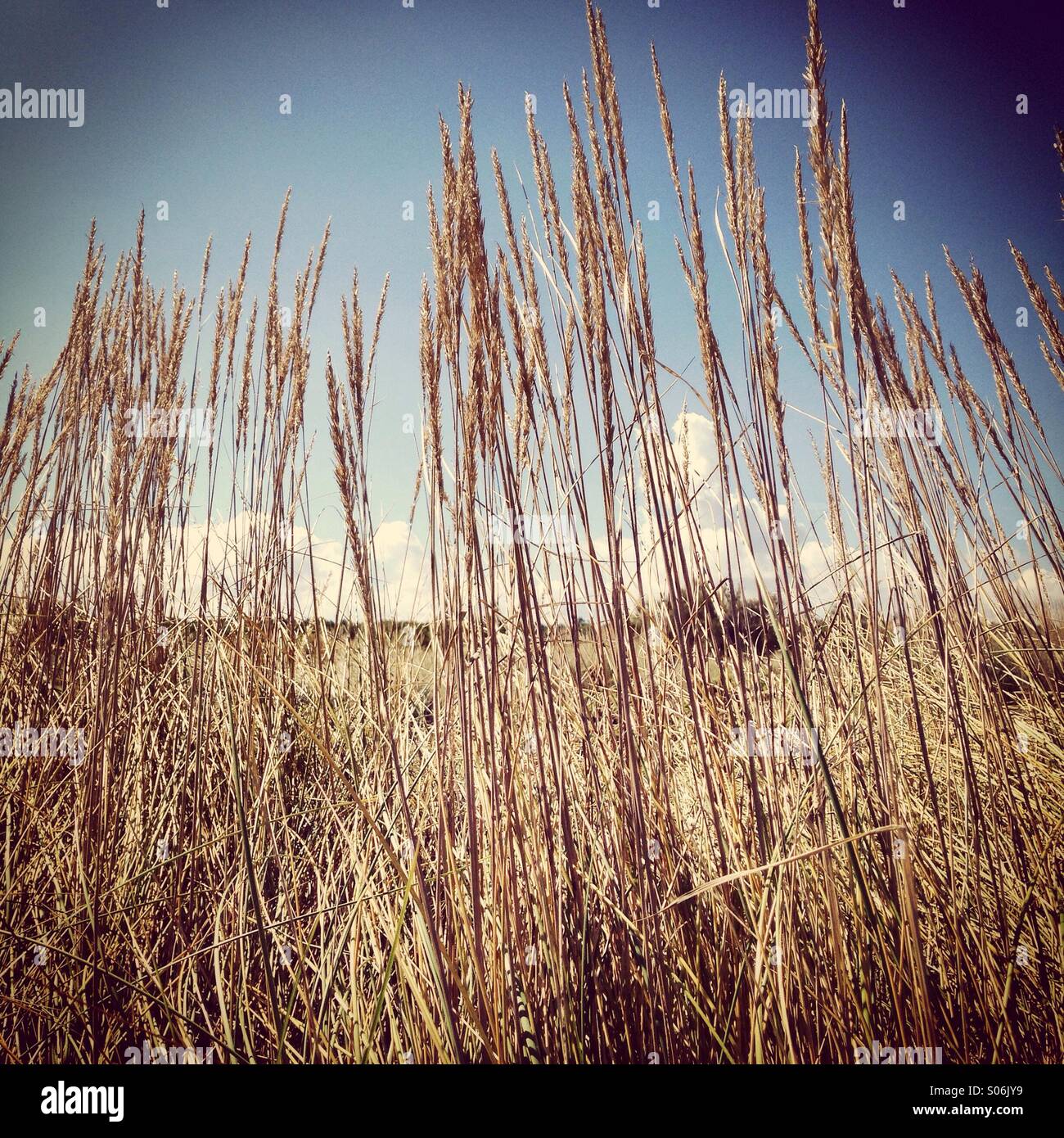 Sheafs Of Wheat High Resolution Stock Photography and Images - Alamy
