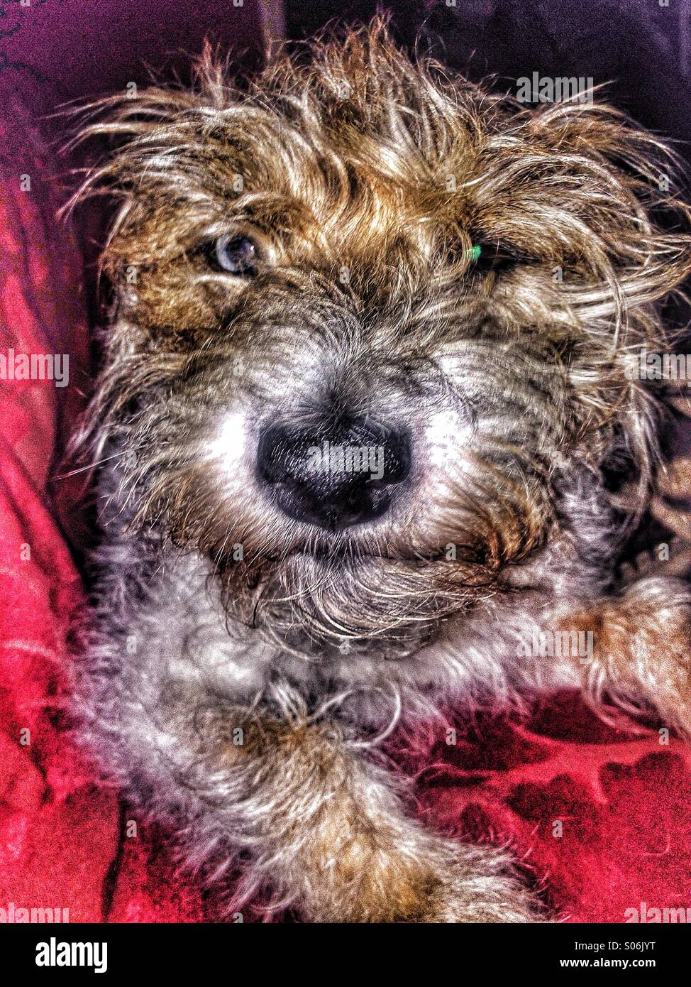 Sleepy dog caught by flash Stock Photo - Alamy