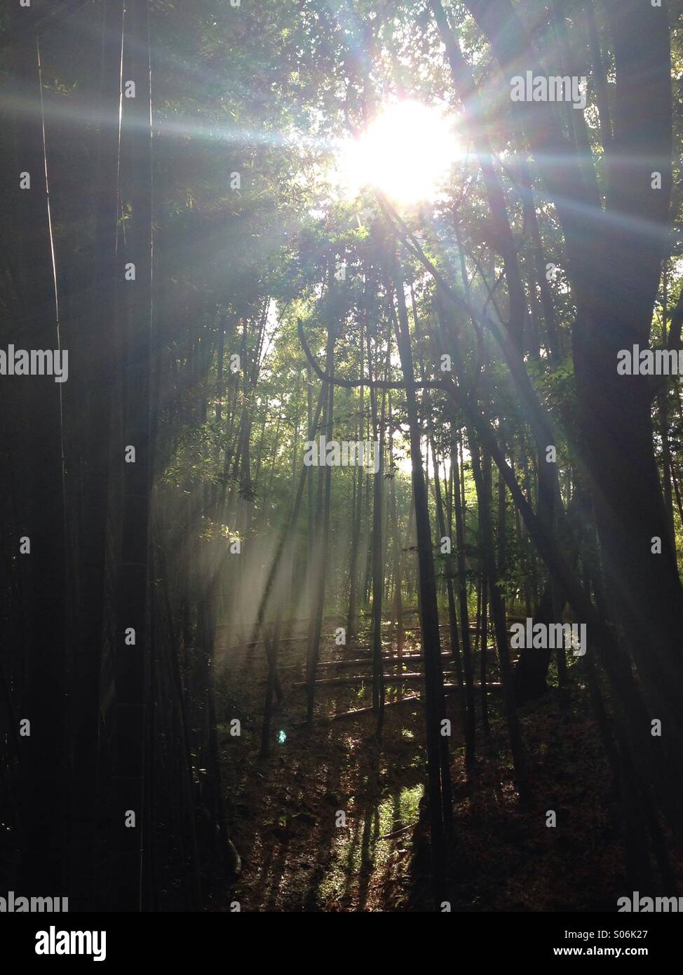 Bamboo grove in japan hi-res stock photography and images - Alamy