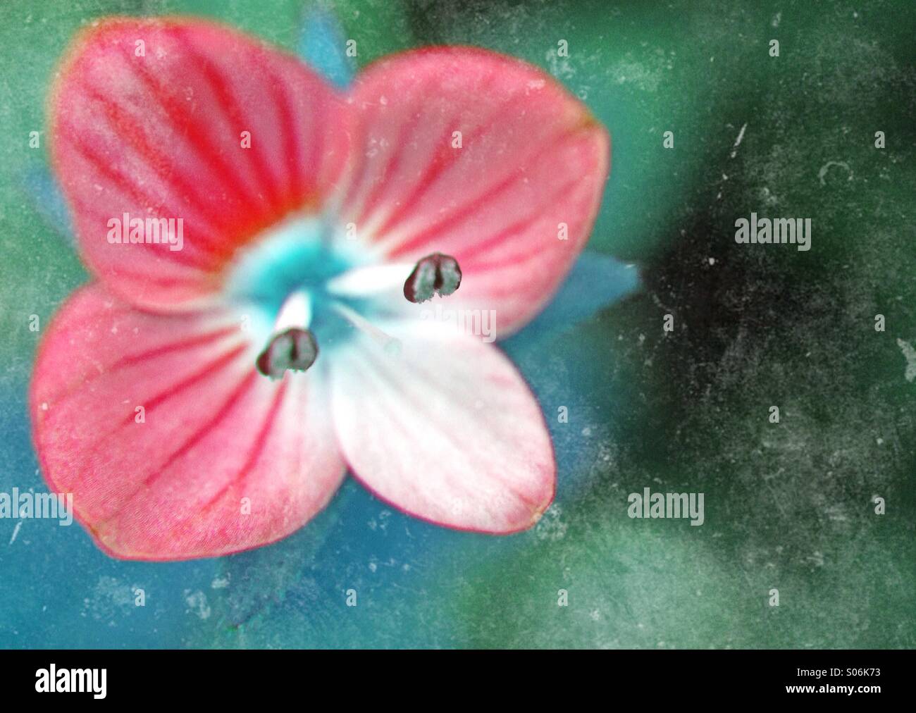 Small pink flower Stock Photo - Alamy