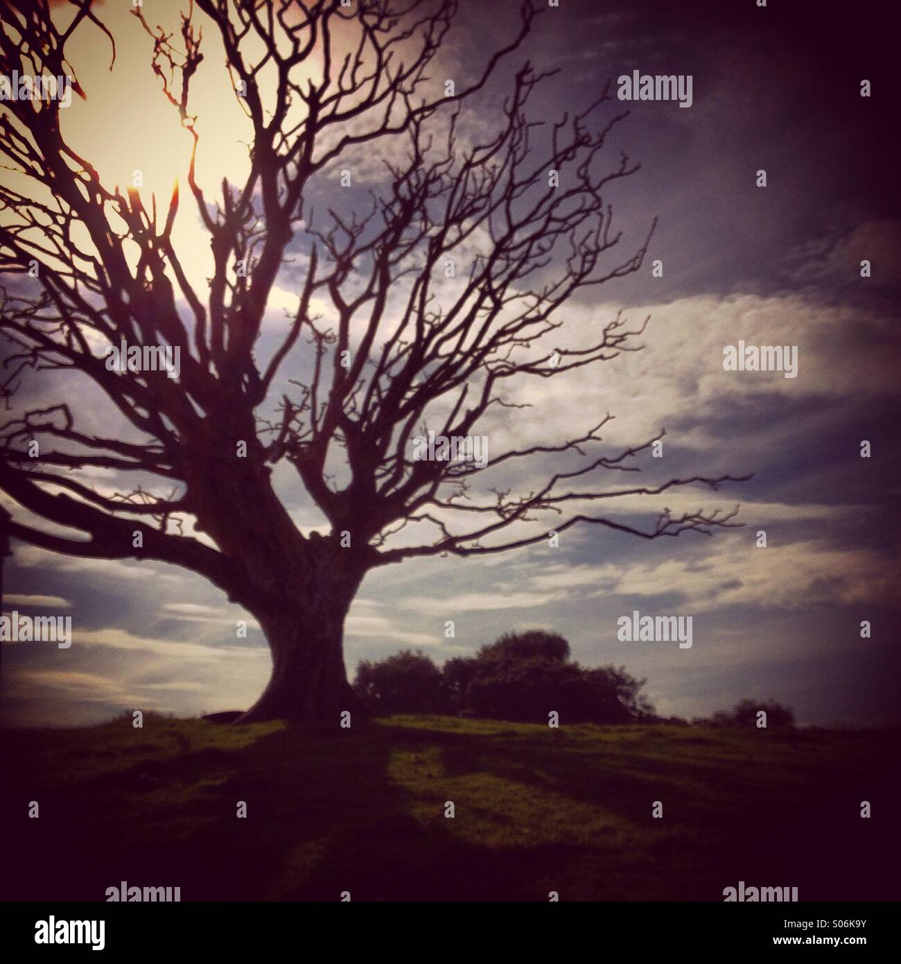 Old tree silhouette hi-res stock photography and images - Alamy