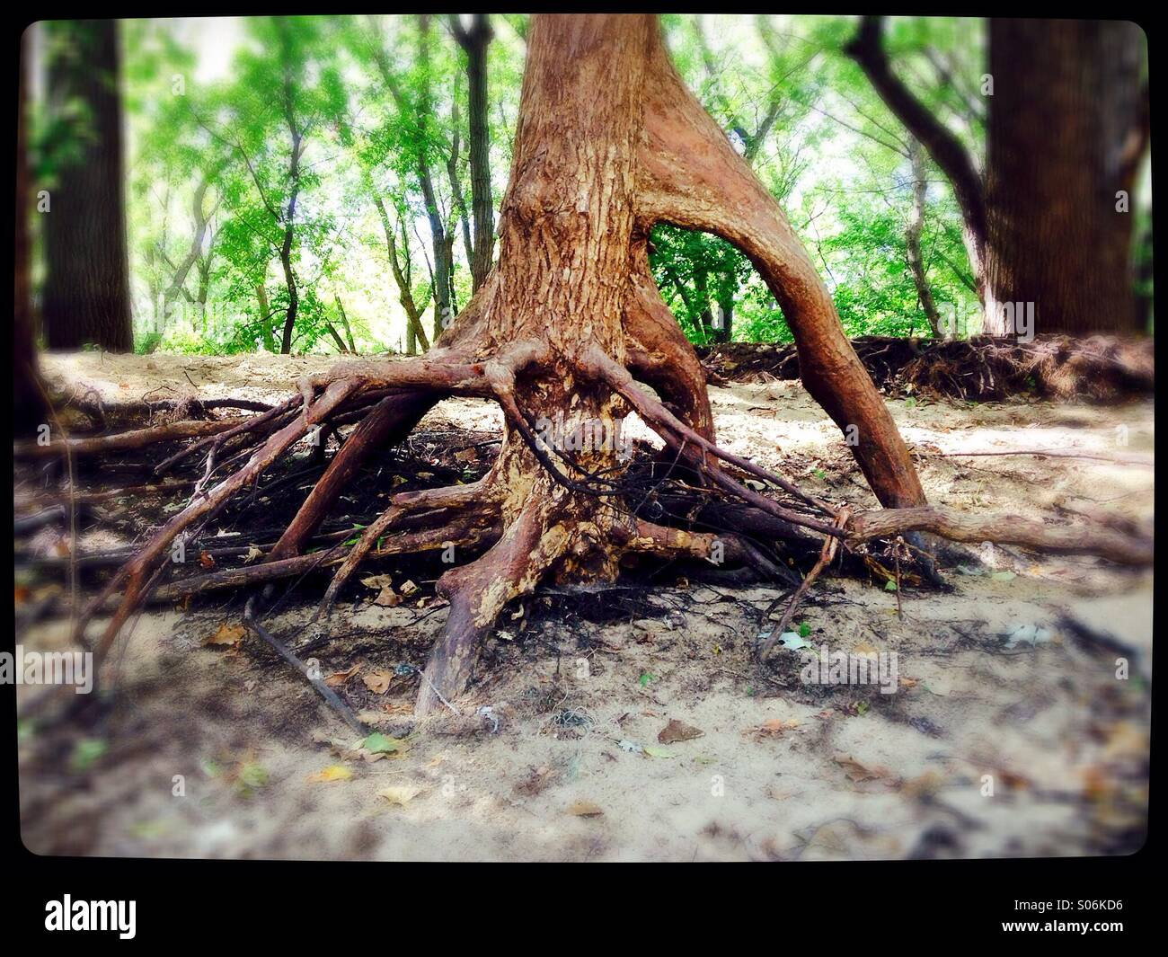 A tree with raised, gnarled roots in a forest Stock Photo - Alamy