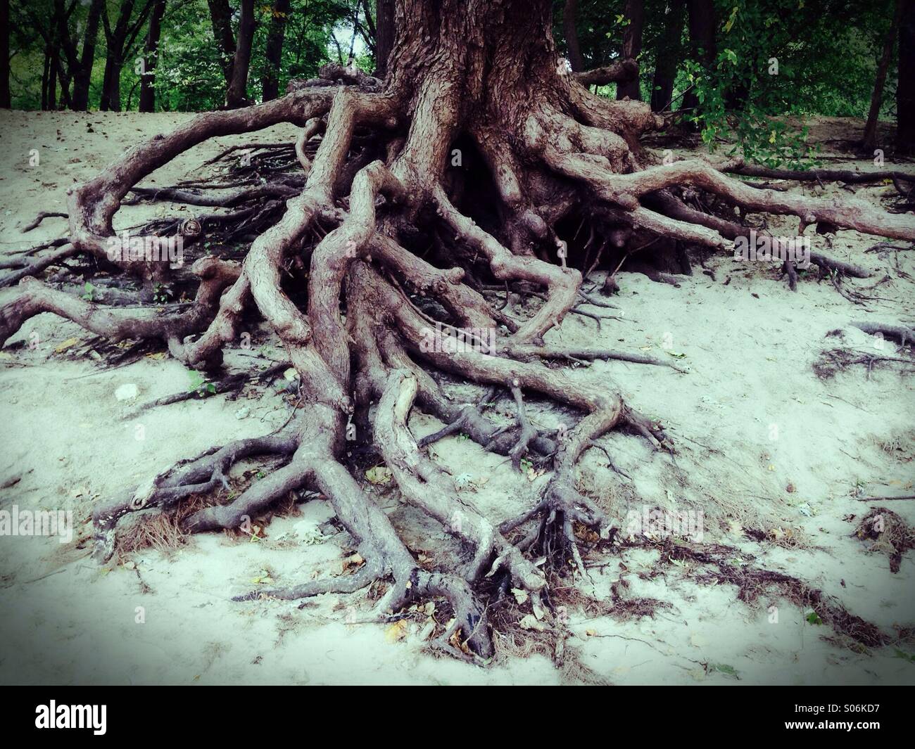 Gnarled Roots High Resolution Stock Photography and Images - Alamy