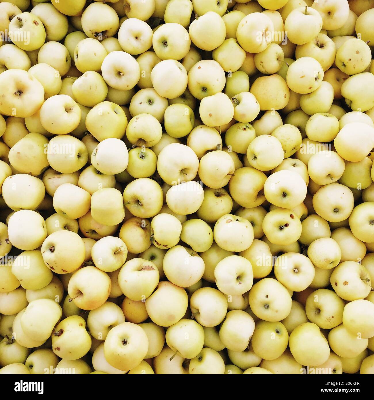Bin full of green apples fresh from the orchard Stock Photo - Alamy