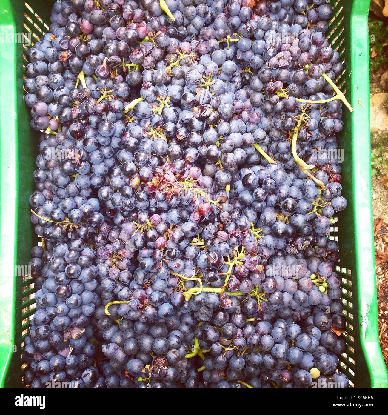 Vineyard container hi-res stock photography and images - Alamy