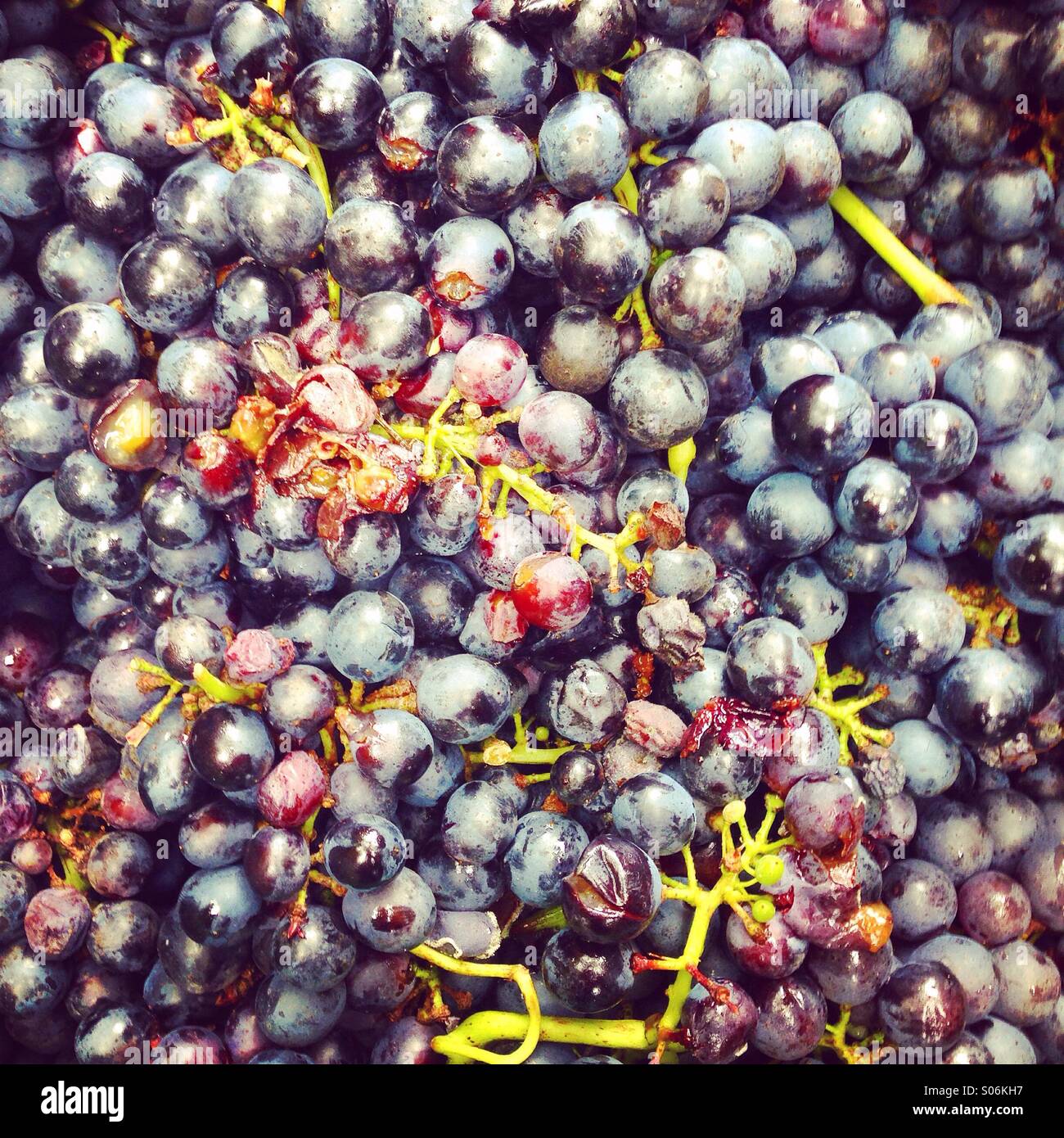 Grapes close hi-res stock photography and images - Alamy
