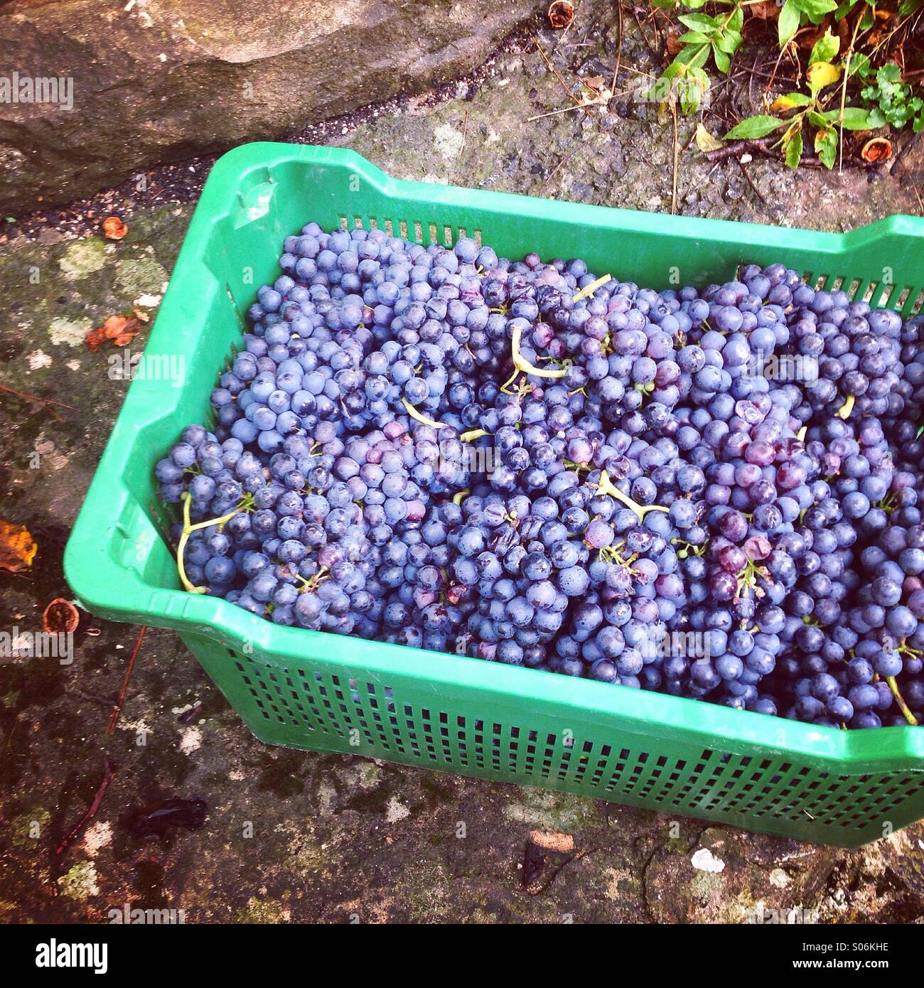 Freshly picked grapes in container Stock Photo - Alamy