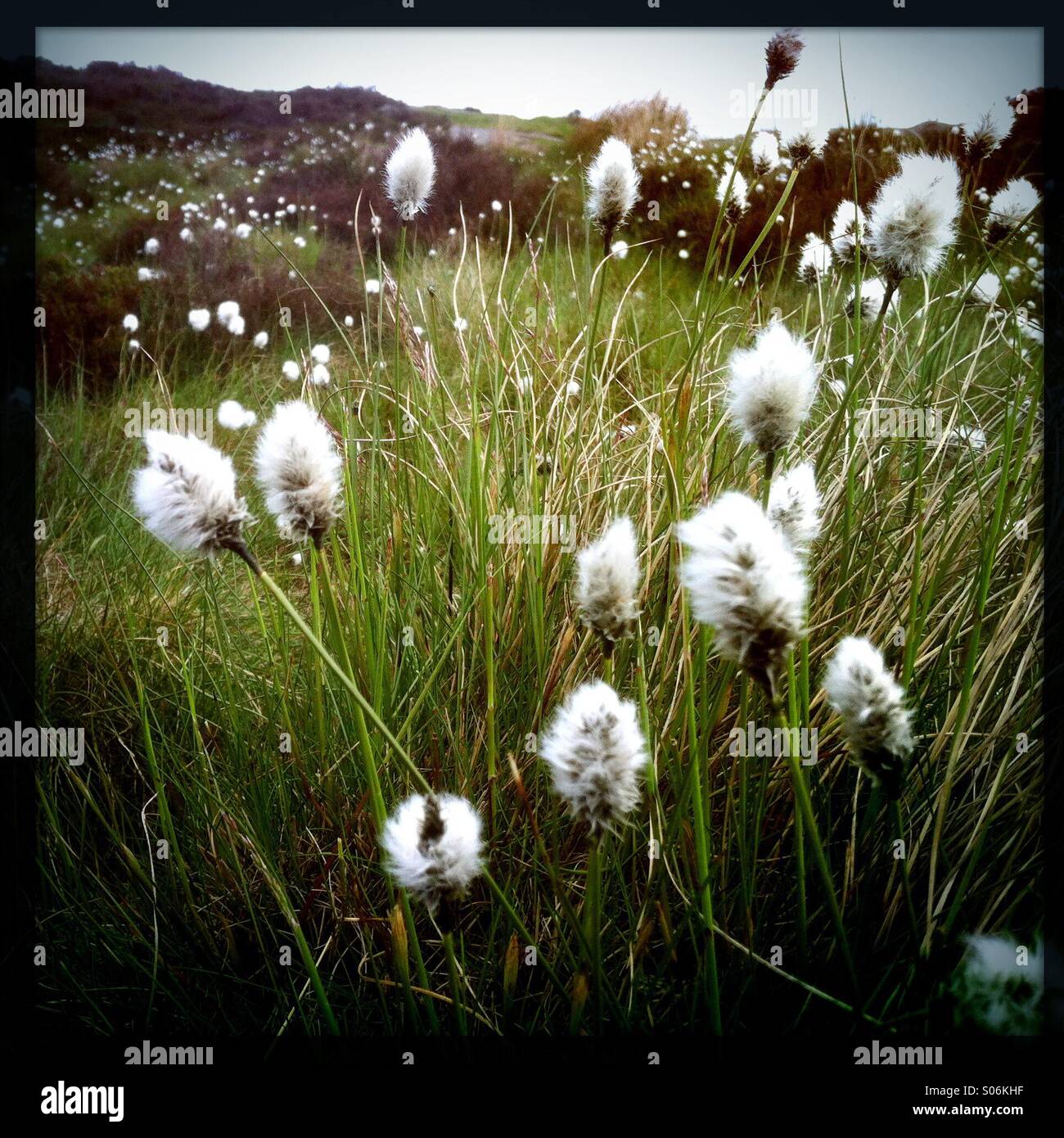 Cotton grass peak district hi-res stock photography and images - Alamy