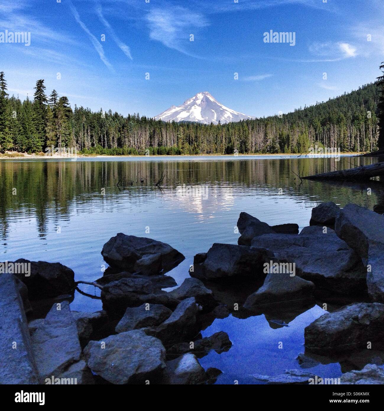 Oregon frog hi-res stock photography and images - Alamy