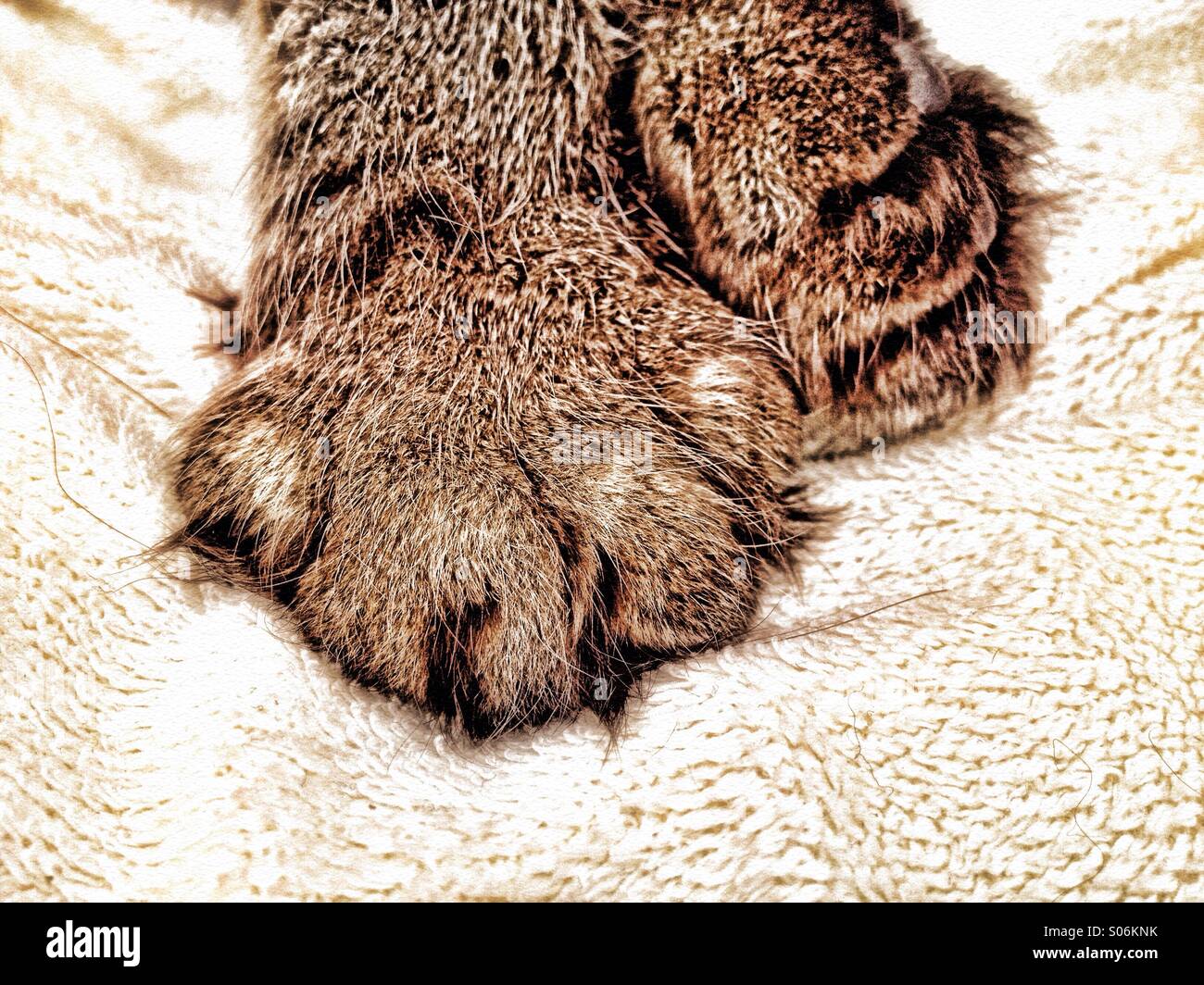 Cats paw stretching out Stock Photo - Alamy