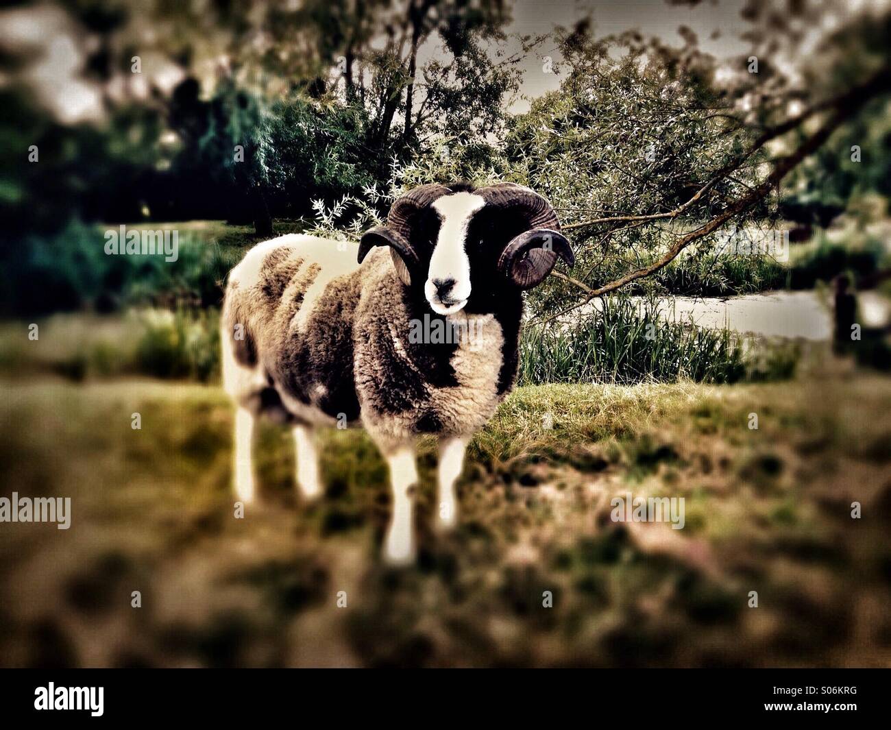 Male sheep with rounded horns Stock Photo - Alamy