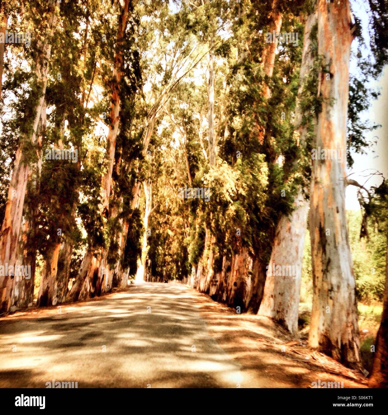 Gökova with eucalyptus road Stock Photo - Alamy