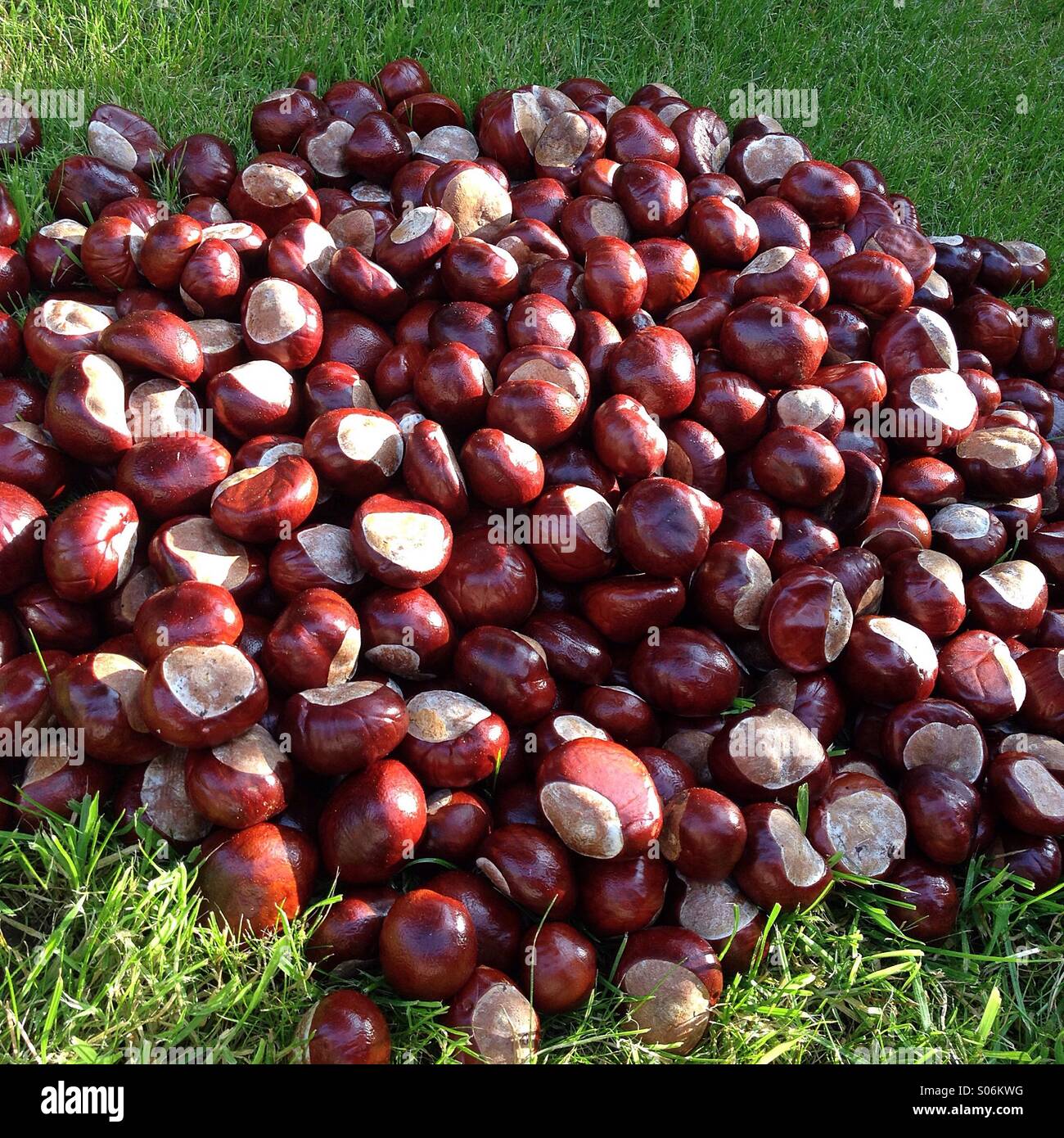 Multiple conkers hi-res stock photography and images - Alamy