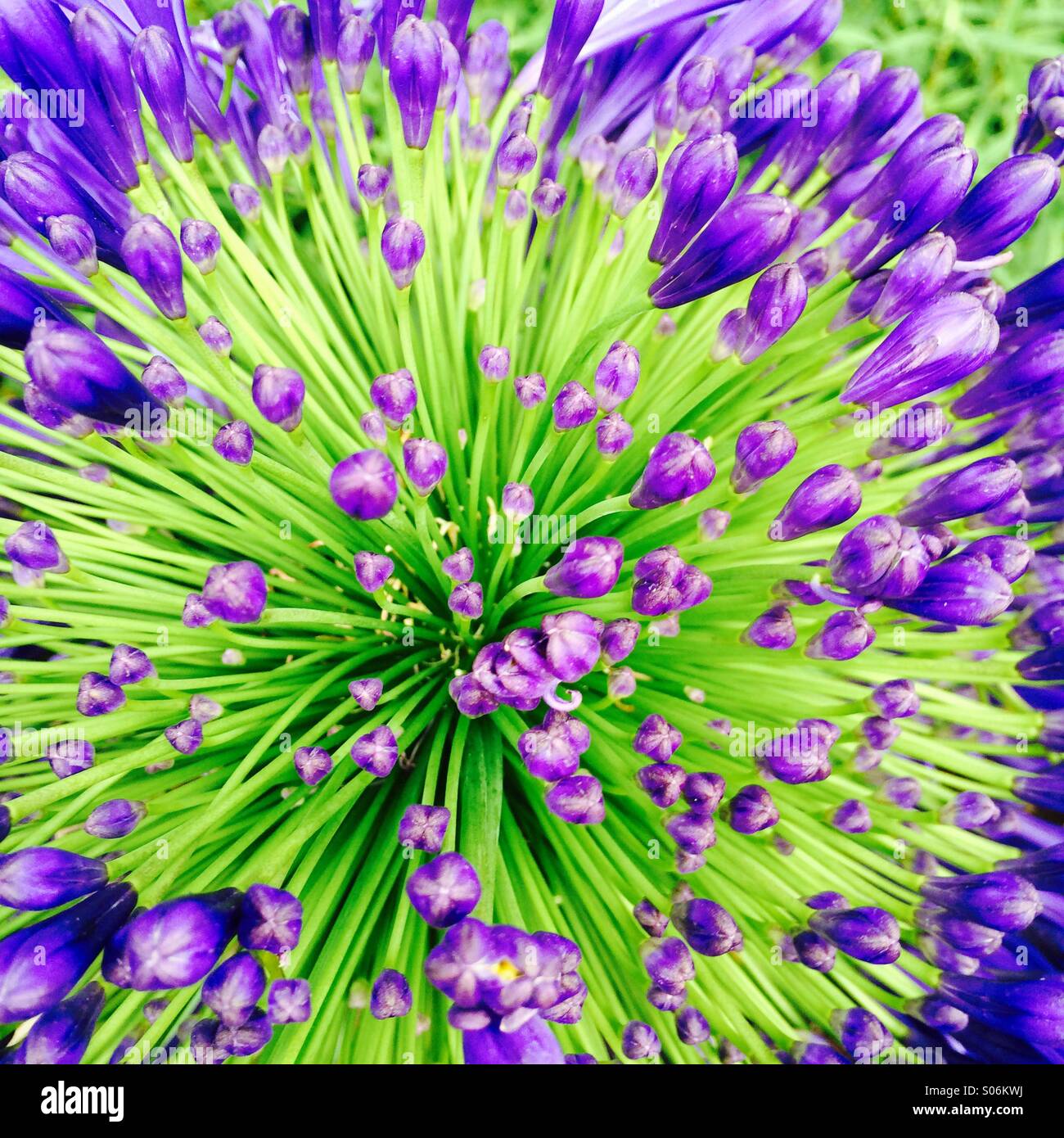 Exploding flower hi-res stock photography and images - Alamy