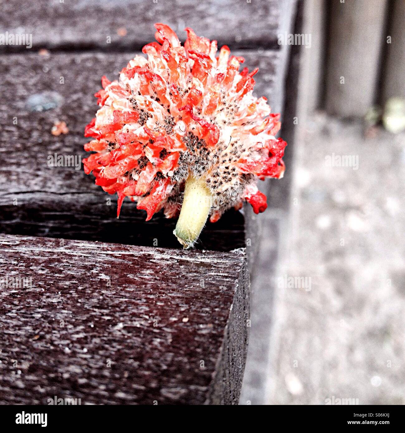 Pod tree hi-res stock photography and images - Alamy