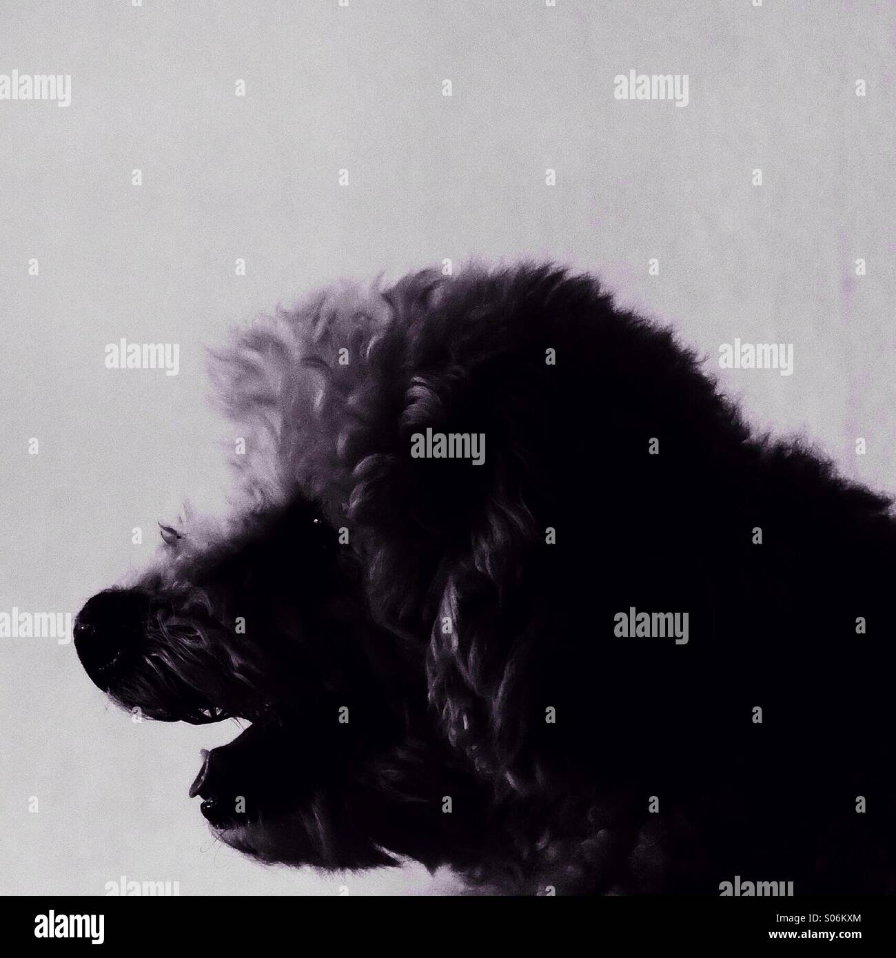 Dog side profile hi-res stock photography and images - Alamy