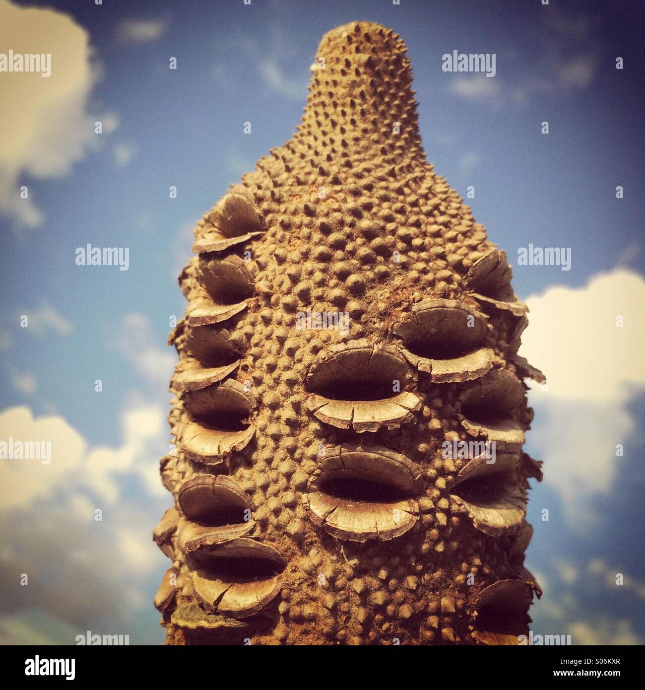 Seed pod of banksia tree hi-res stock photography and images - Alamy