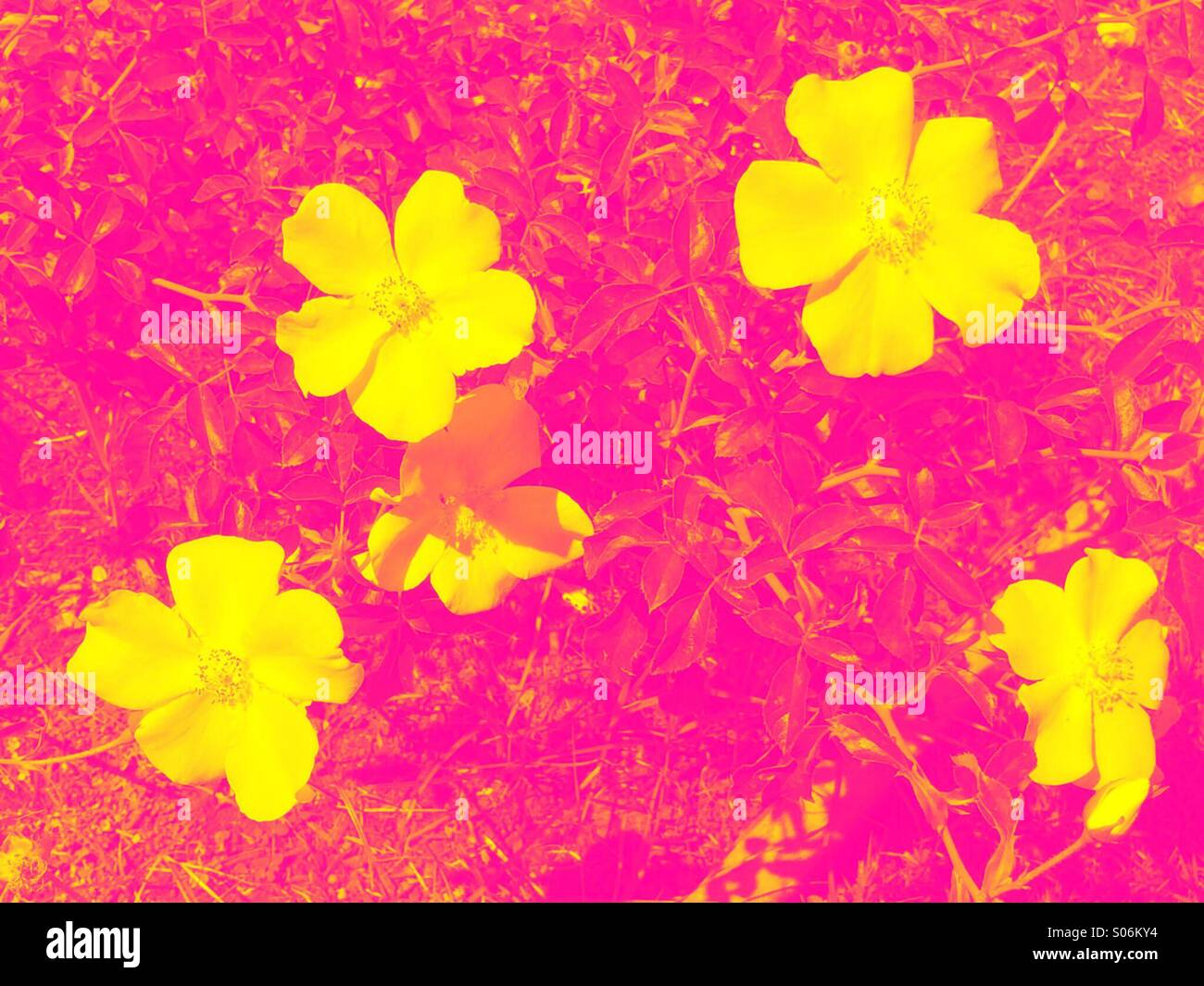 Unnatural colours hi-res stock photography and images - Alamy