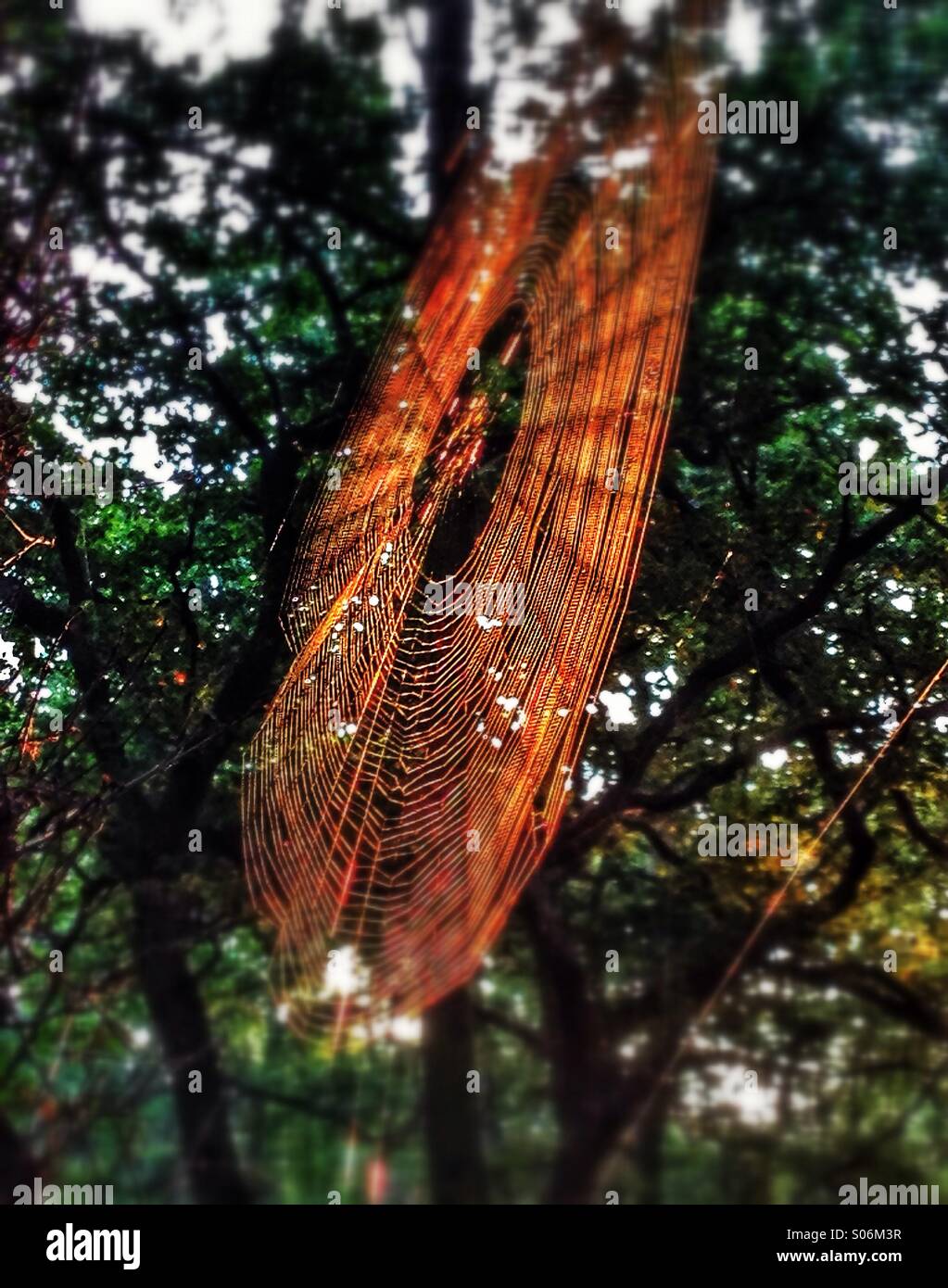 Spiders cobweb in a wood bathed in morning sunshine Stock Photo - Alamy