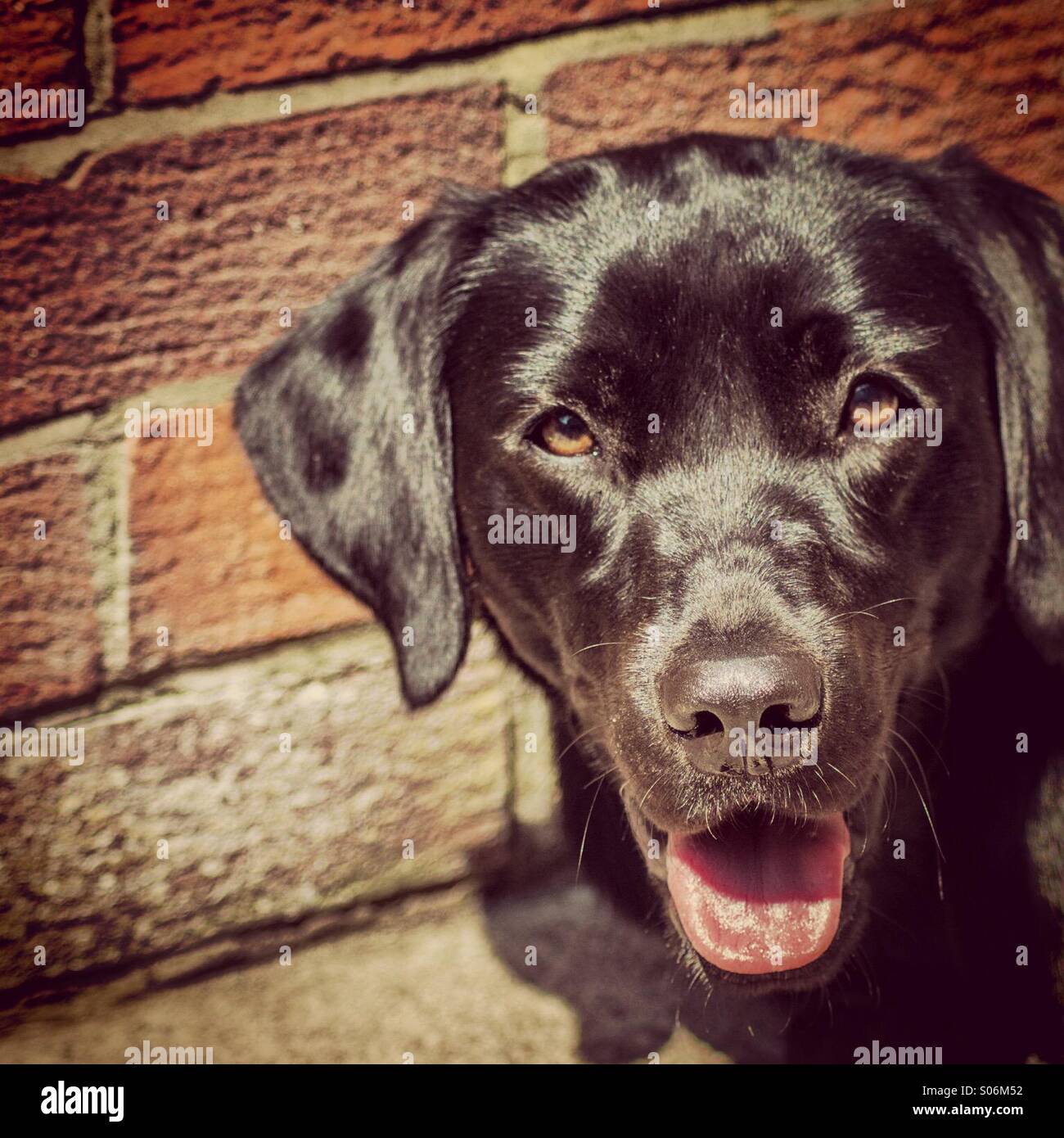 Black Labrador portrait with retro style filter Stock Photo - Alamy