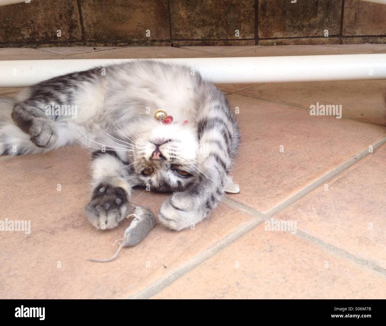 Cat with mouse Stock Photo - Alamy