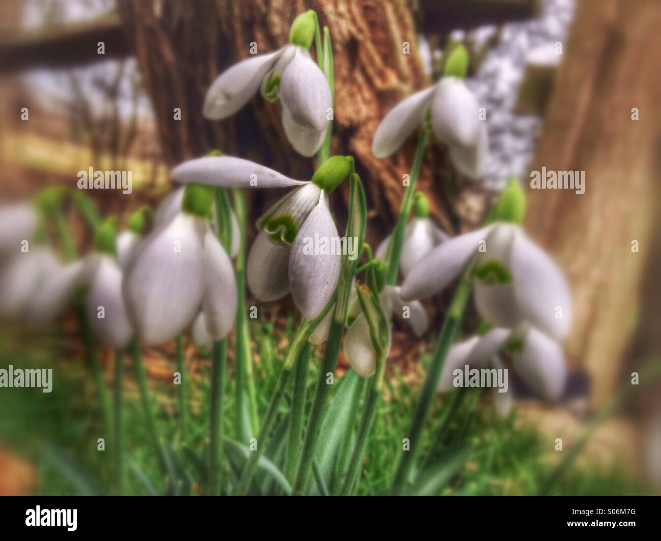 A drift of Snowdrops Stock Photo - Alamy