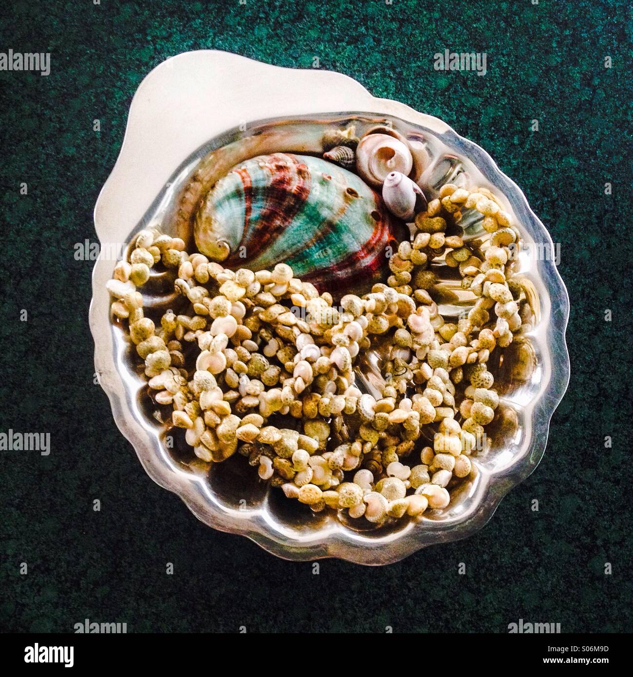 Dish of shells hi-res stock photography and images - Alamy