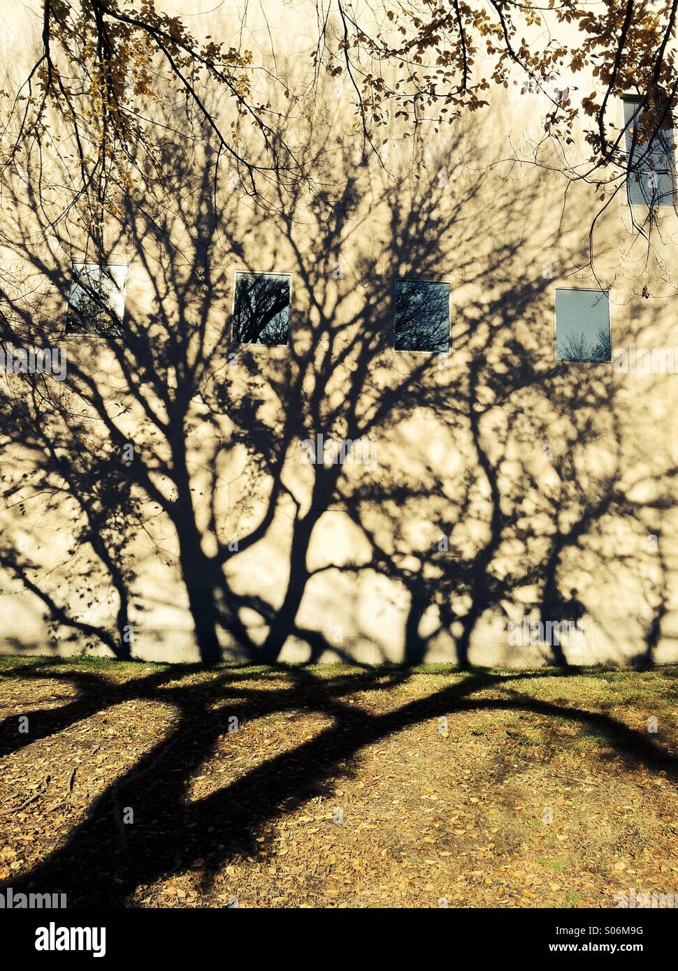 Abstract view of tree against white wall Stock Photo - Alamy