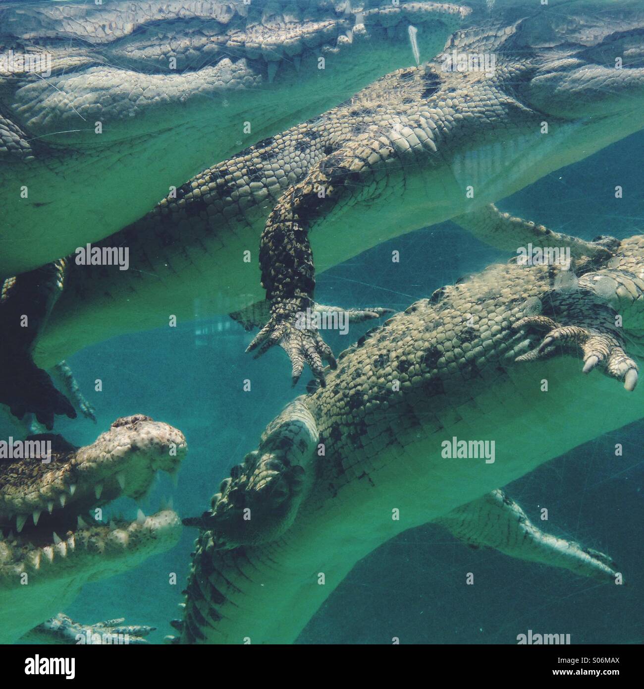 Saltwater crocodile underwater hi-res stock photography and images - Alamy