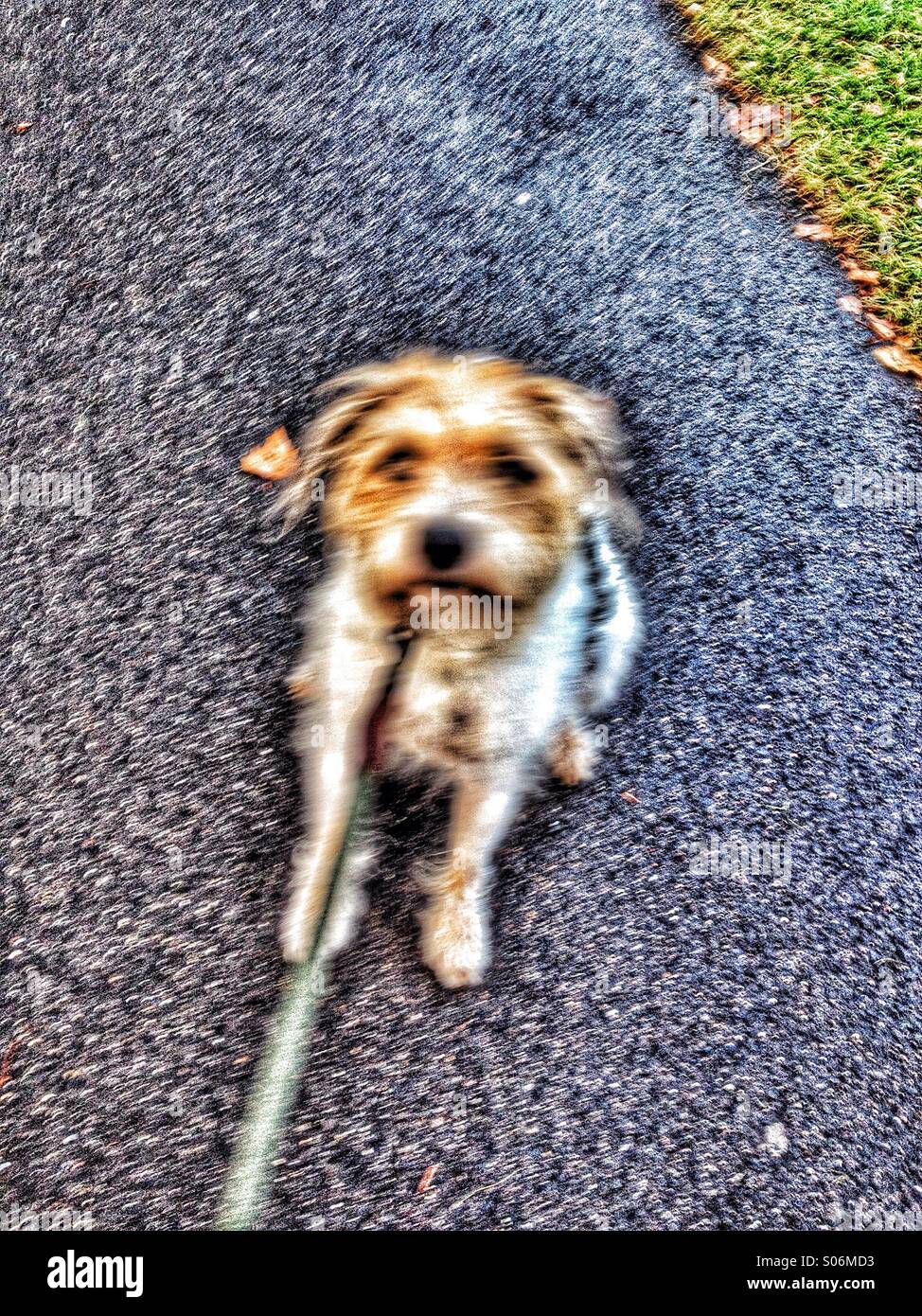 Dog bouncing hi-res stock photography and images - Alamy