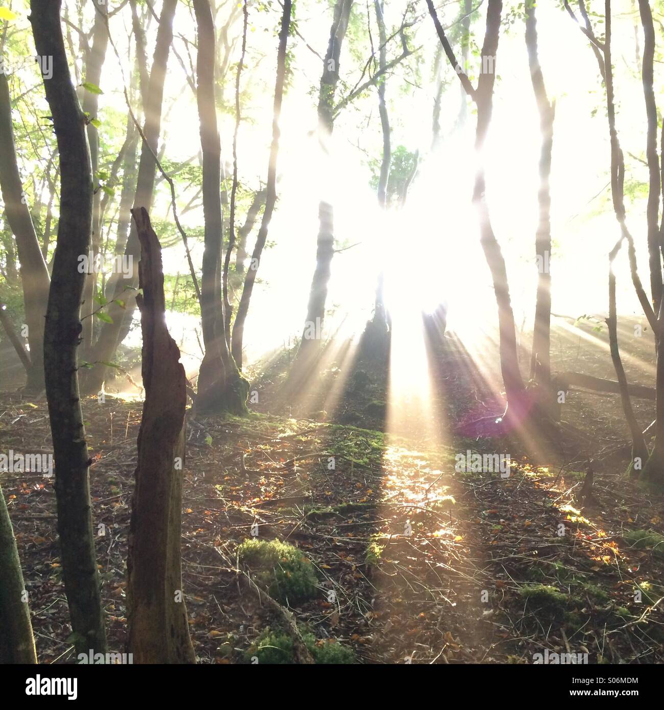 Sunbeams trees hi-res stock photography and images - Alamy