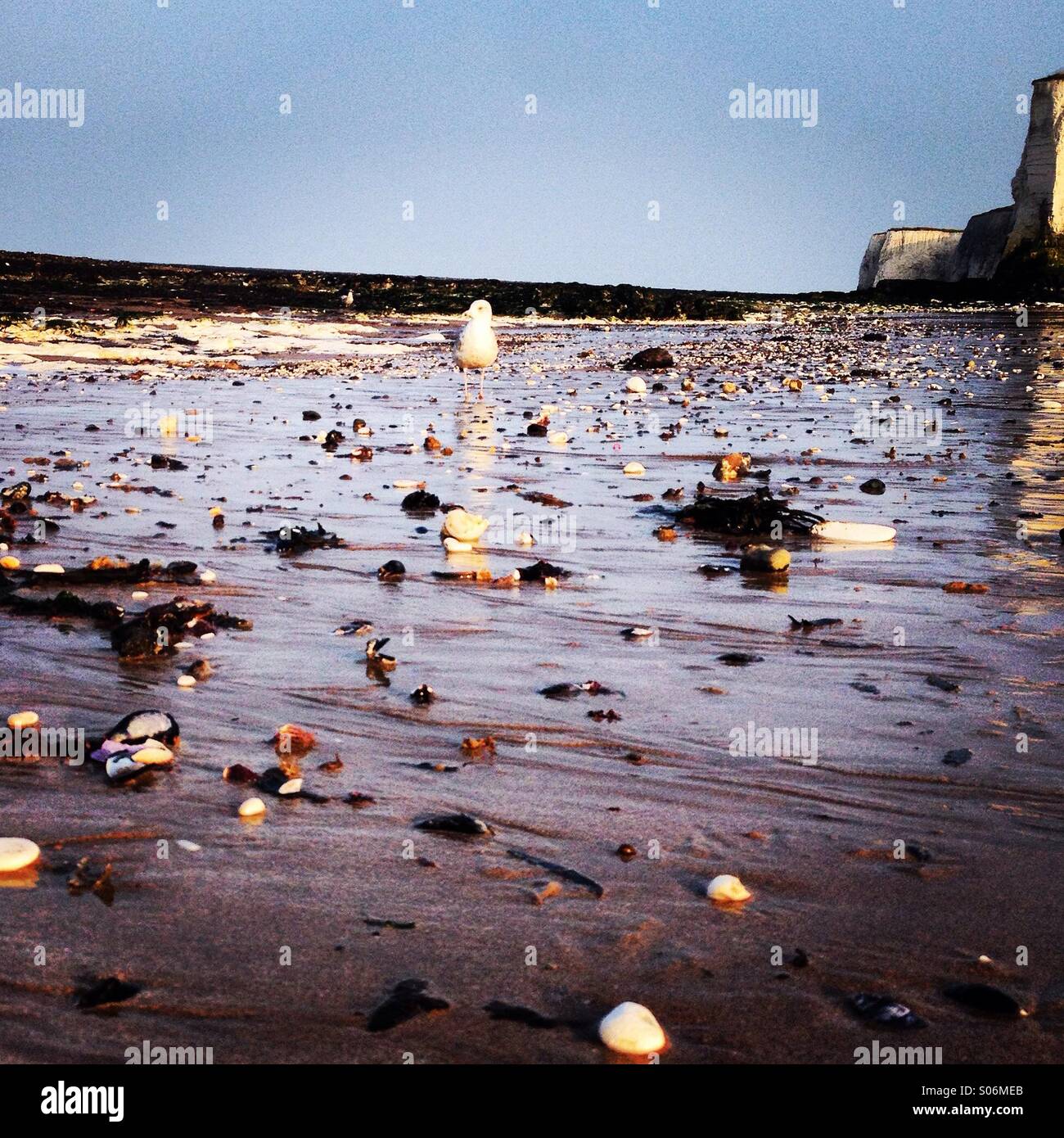 Botany bay england hi-res stock photography and images - Alamy