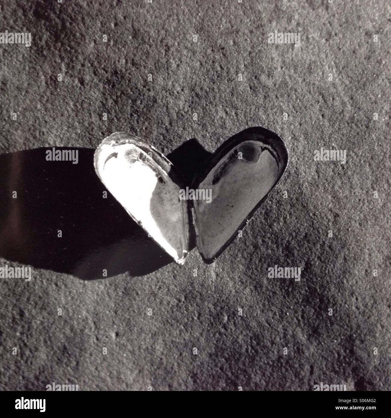 Heart shaped mussel Stock Photo - Alamy