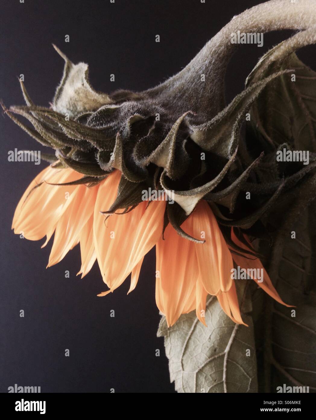 Faded sunflower hi-res stock photography and images - Alamy