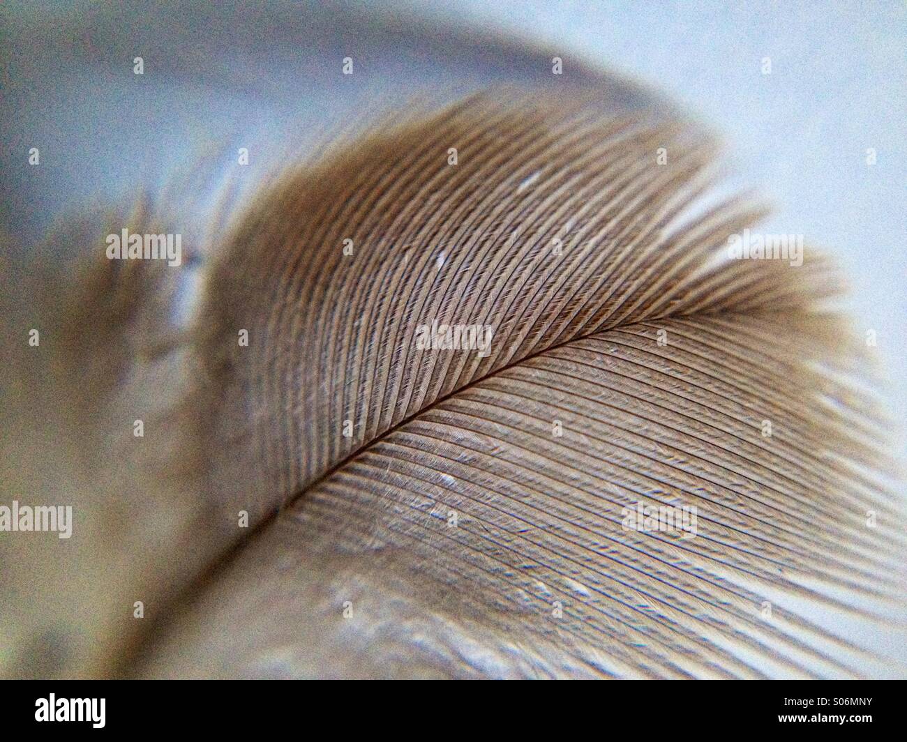 Tickle feather hi-res stock photography and images - Alamy