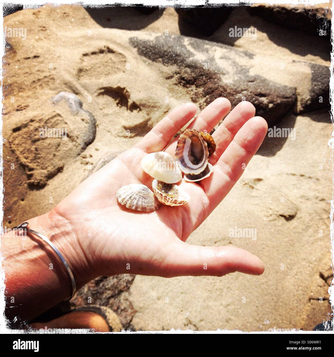 Limpet on beach hi-res stock photography and images - Alamy