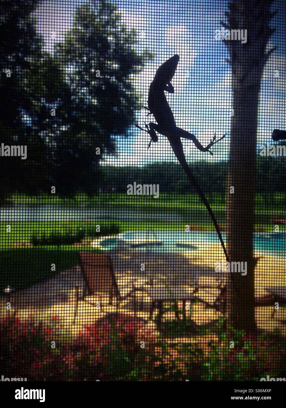Lizard on screen with pool and lake in background Stock Photo - Alamy