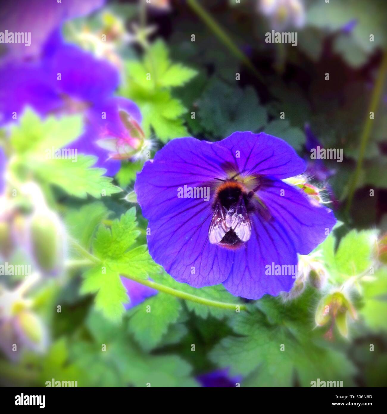 Symbiosis gathering hi-res stock photography and images - Alamy