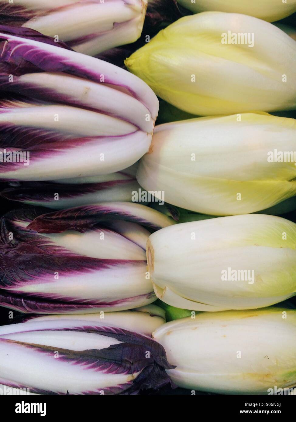 Witlof hi-res stock photography and images - Alamy