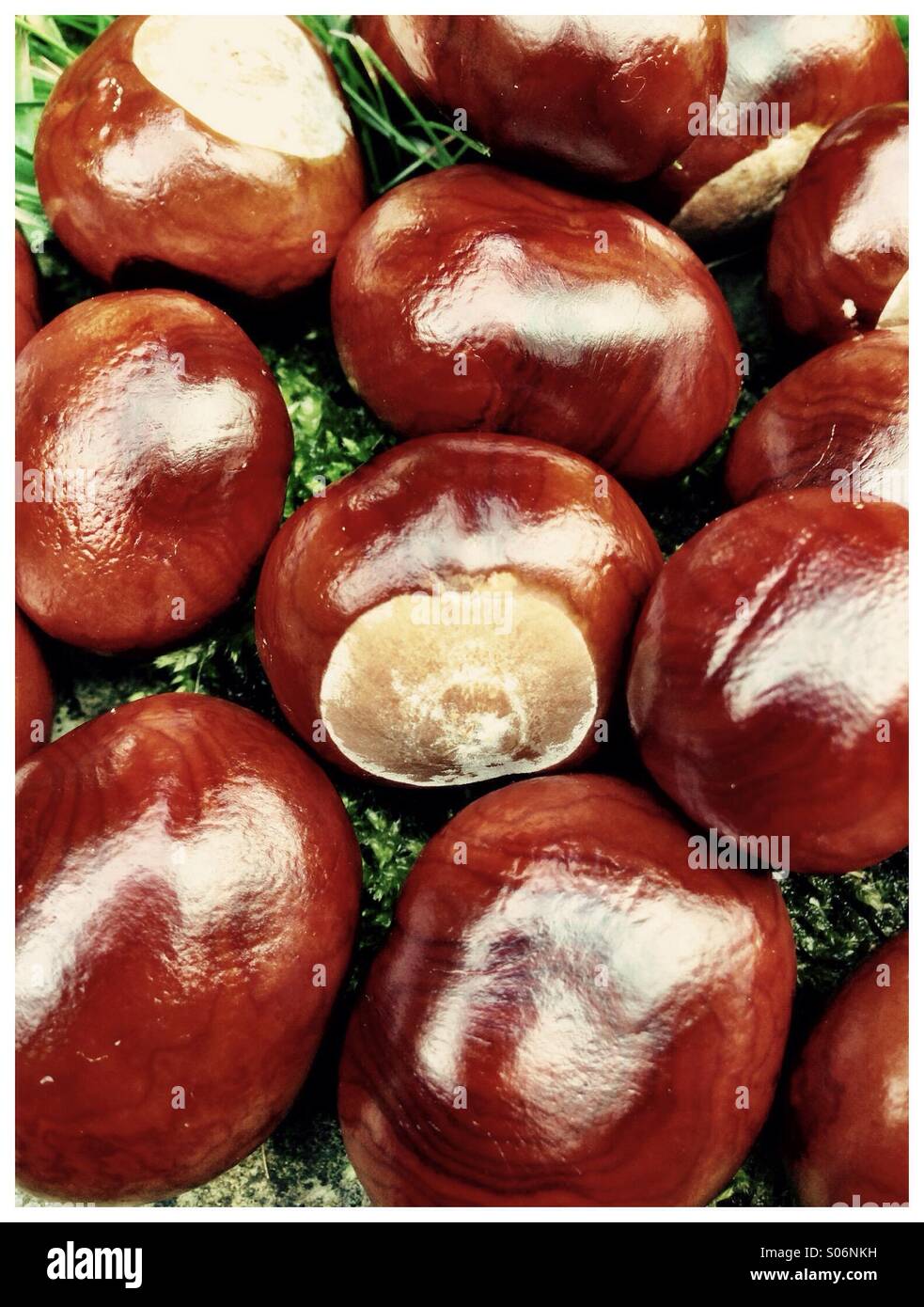 Conkers game hi-res stock photography and images - Alamy