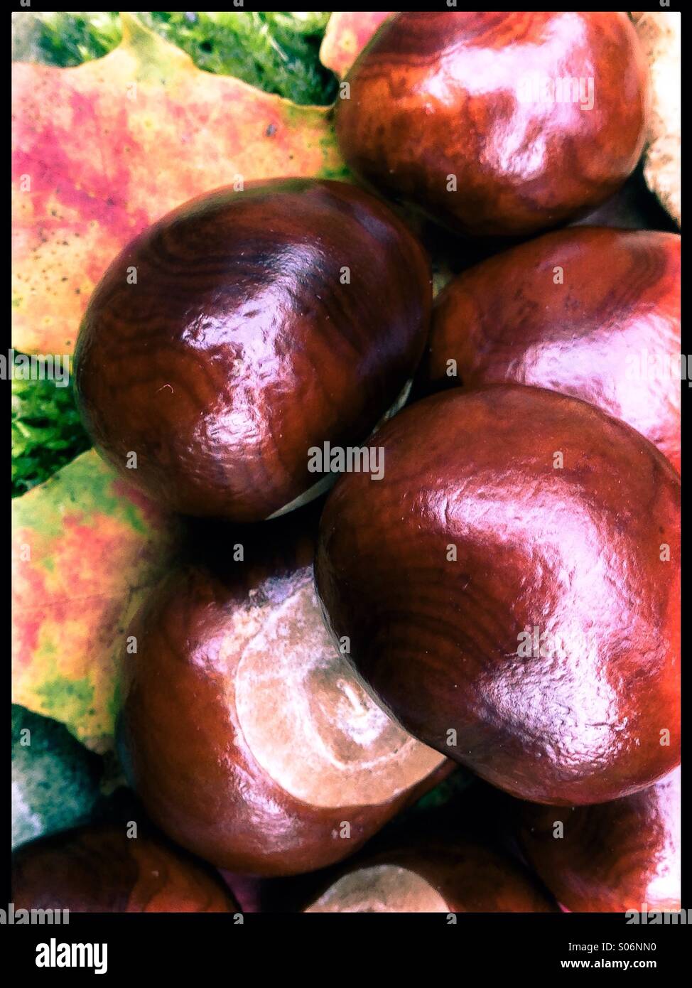 Autumn leaf and conkers hi-res stock photography and images - Alamy