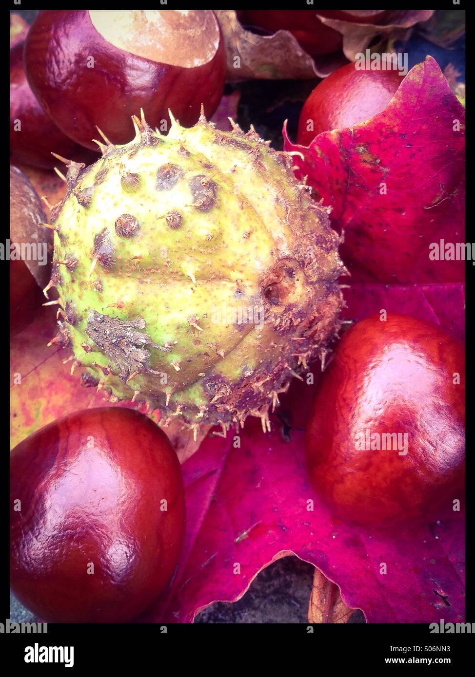 Autumn leaf and conkers hi-res stock photography and images - Alamy