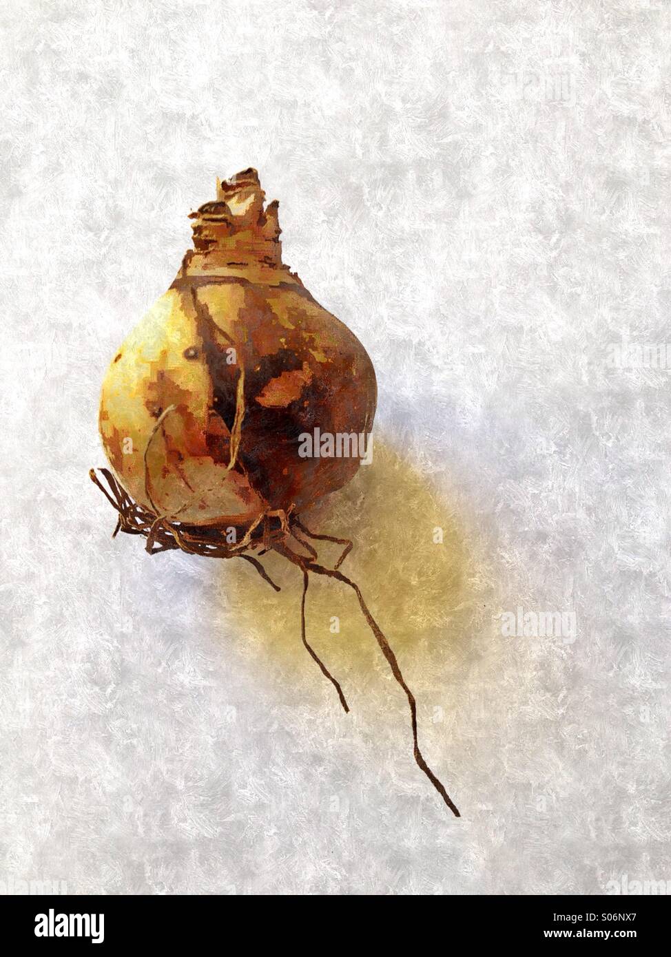 Narcissus bulb flowers roots hi-res stock photography and images - Alamy