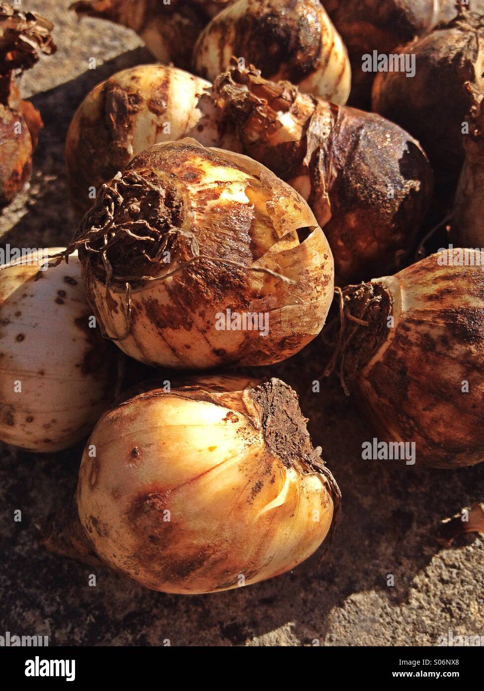 Narcissus bulb flowers roots hi-res stock photography and images - Alamy
