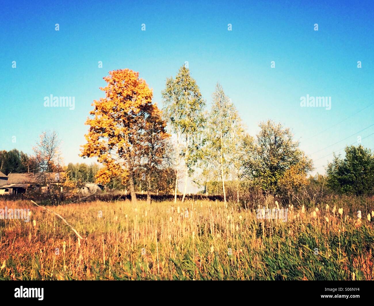 Trees of September Stock Photo - Alamy