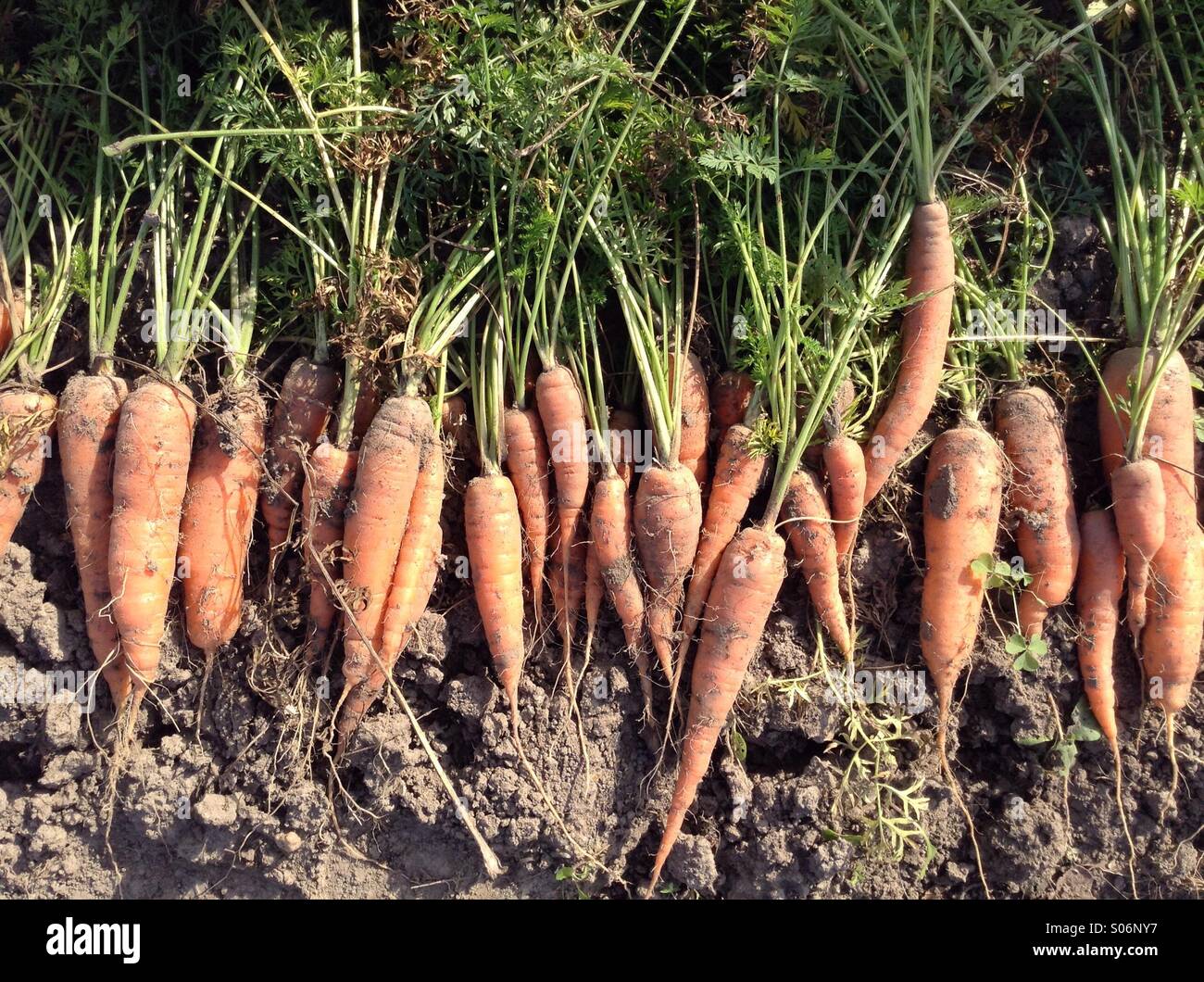 Carrot harvest hi-res stock photography and images - Alamy