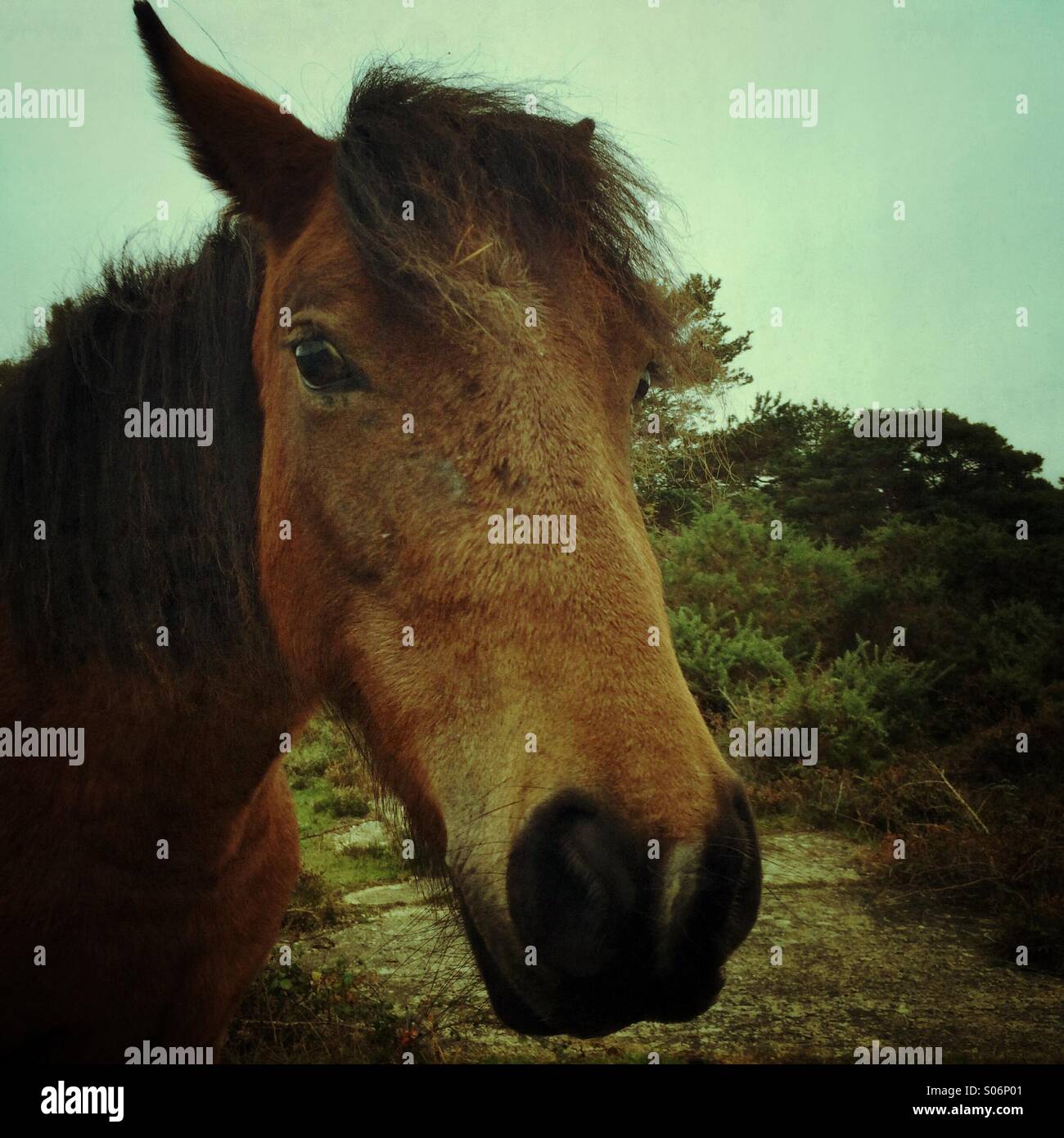 Free pony hi-res stock photography and images - Alamy