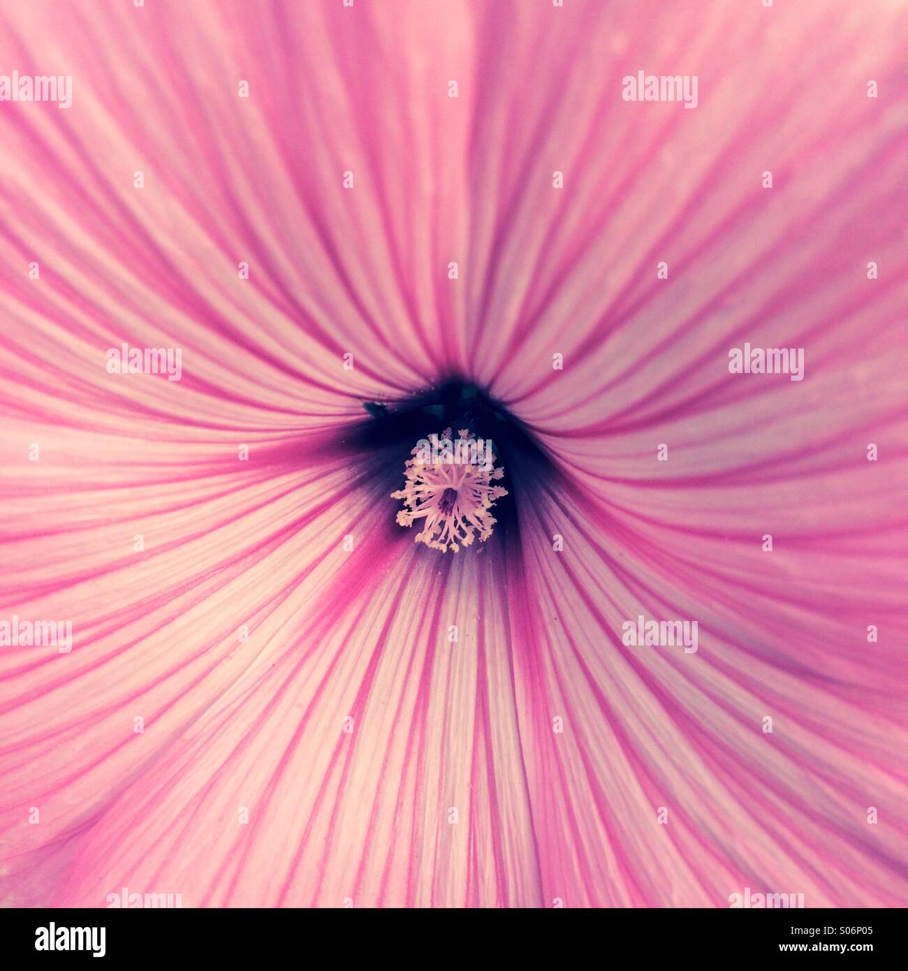 Pink stamens hi-res stock photography and images - Alamy