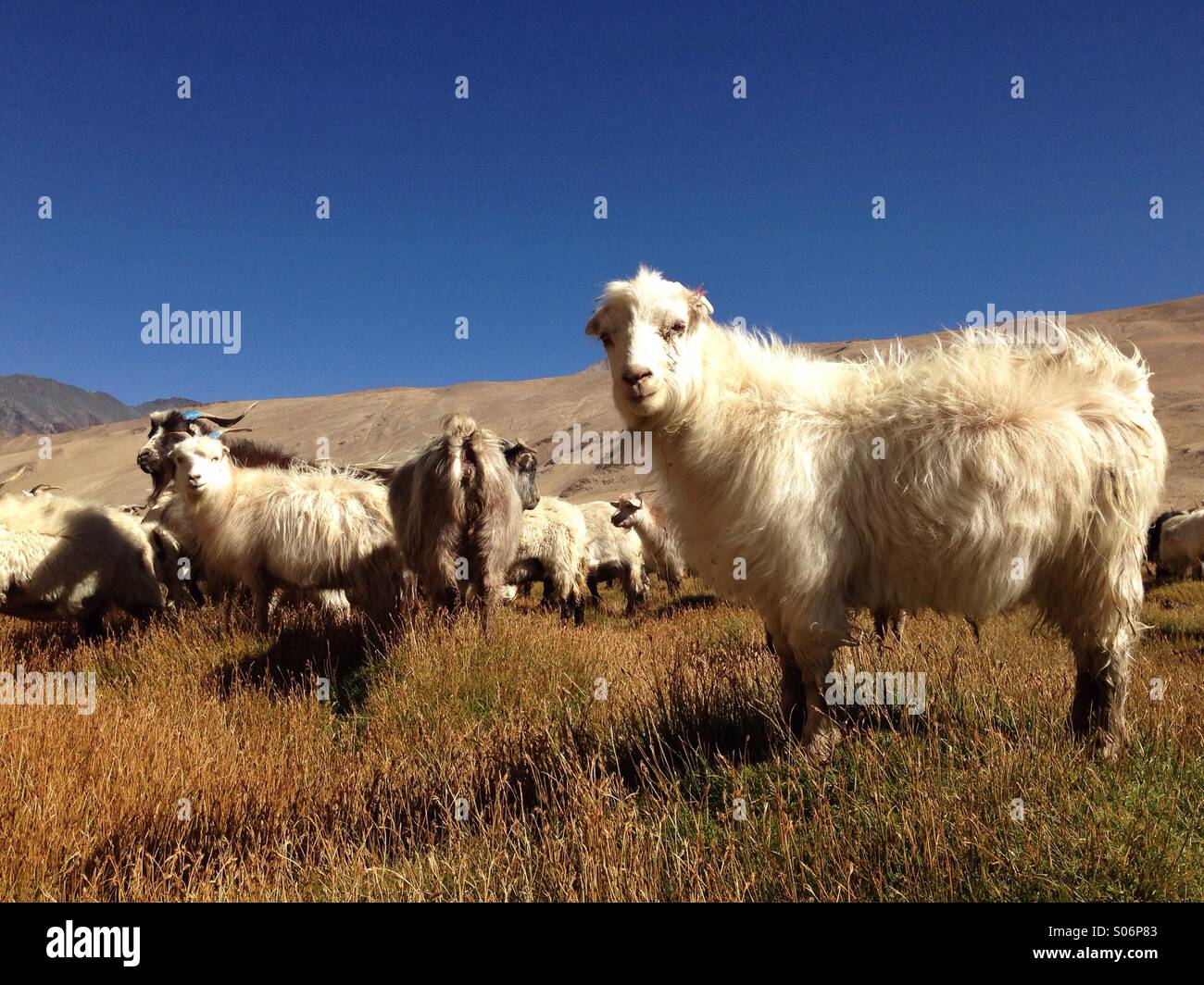 Pashmina goats grazing on mountains of Ladakh region at Tsokar village ...