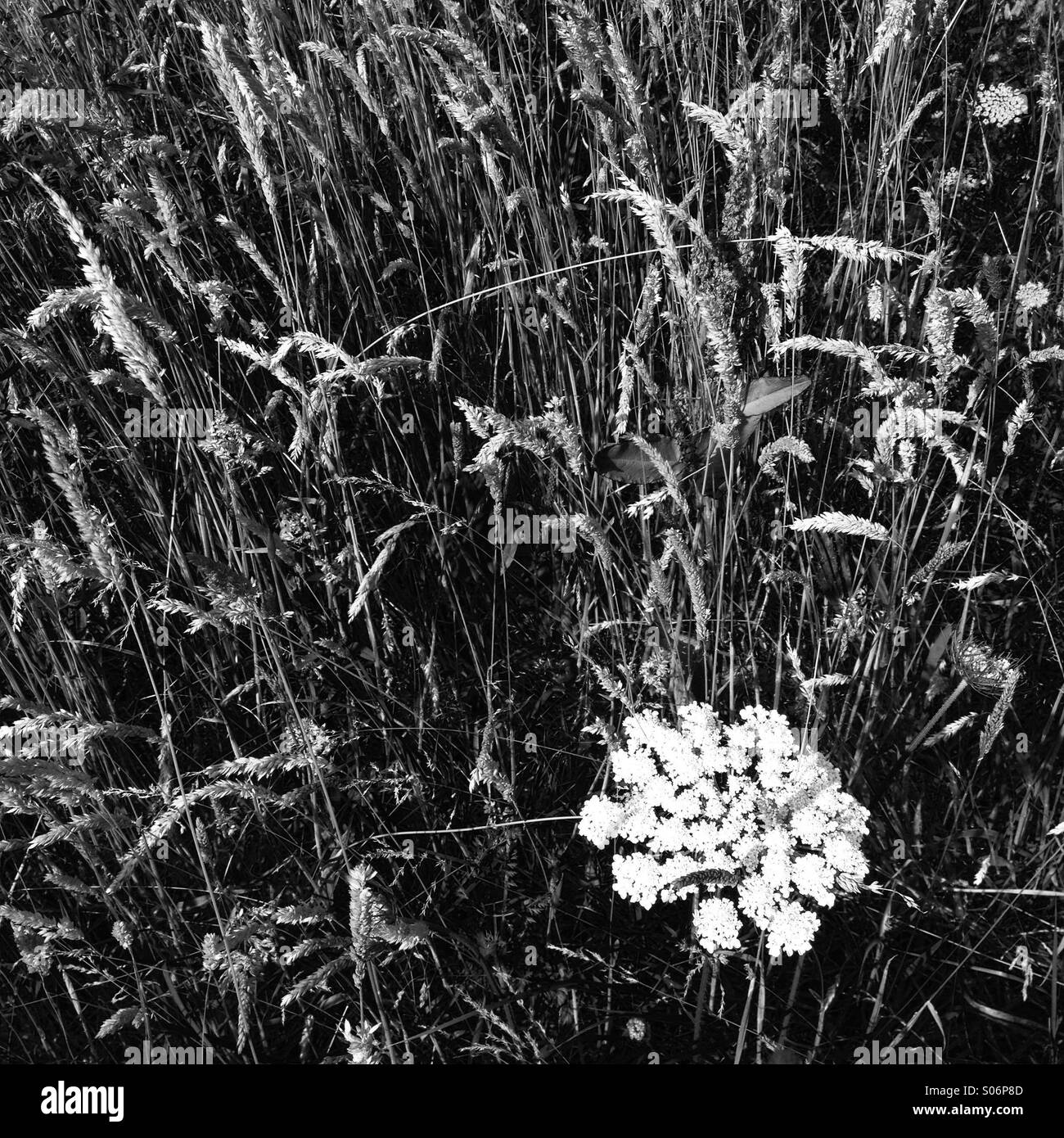 Summer rural field in Black and White Stock Photos & Images - Alamy